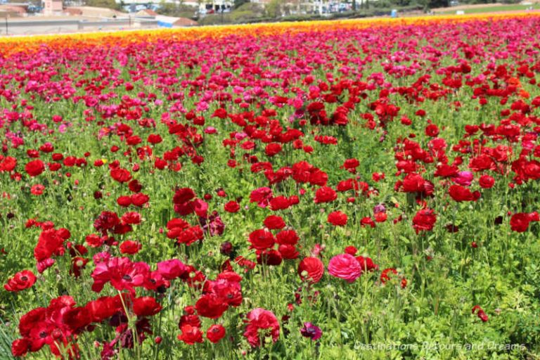 A Colourful Blaze of Spring Flowers at Carlsbad Ranch Flower Fields ...