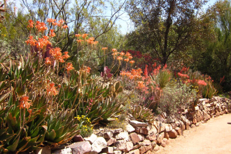 Spring Blooms Around Phoenix, Arizona | Destinations Detours and Dreams