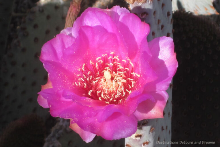 Spring Blooms Around Phoenix, Arizona | Destinations Detours and Dreams