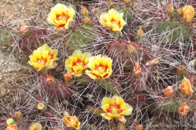 Spring Blooms Around Phoenix, Arizona | Destinations Detours and Dreams