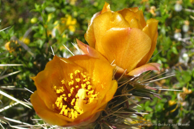 Spring Blooms Around Phoenix, Arizona | Destinations Detours and Dreams