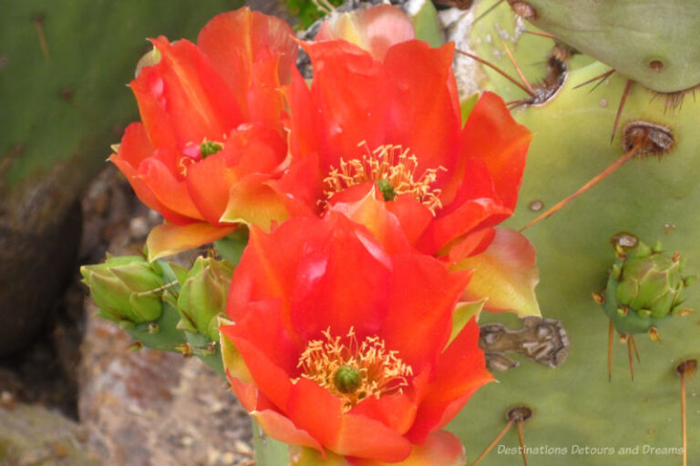Spring Blooms Around Phoenix, Arizona | Destinations Detours and Dreams