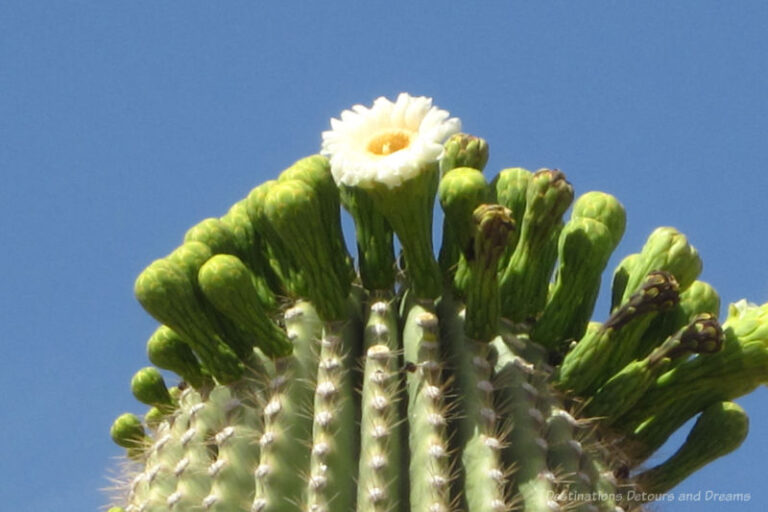 Spring Blooms Around Phoenix, Arizona | Destinations Detours and Dreams