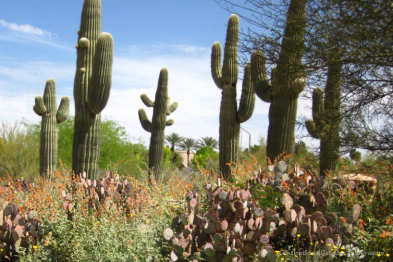Spring Blooms Around Phoenix, Arizona | Destinations Detours and Dreams