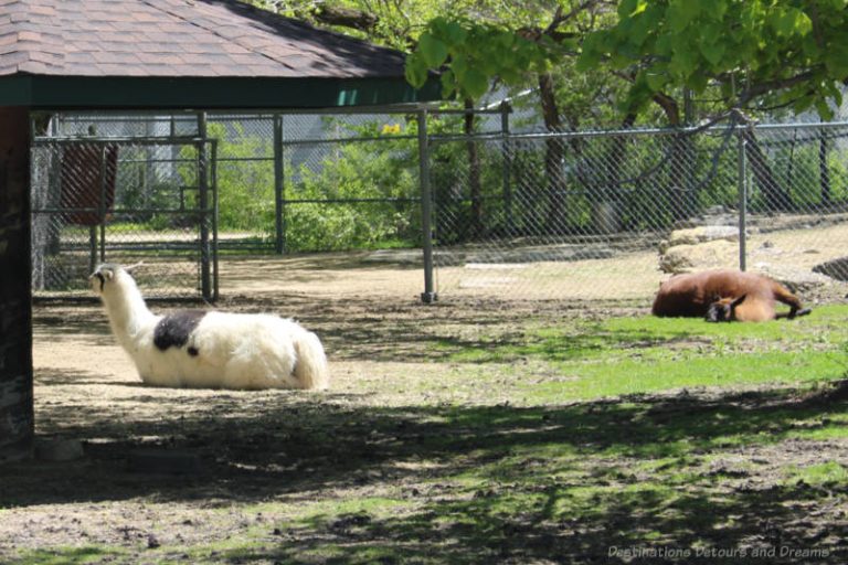 Assiniboine Park Zoo in Winnipeg, Manitoba | Destinations Detours and ...