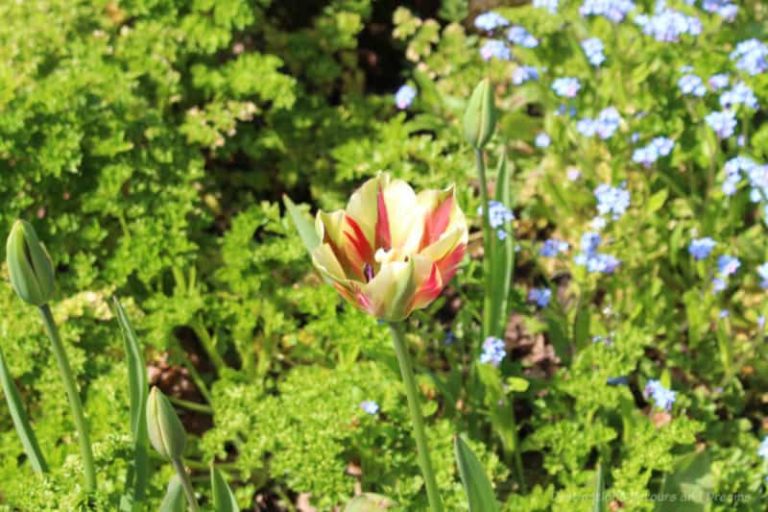 Helen Stewart Garden In Victoria | Destinations Detours and Dreams