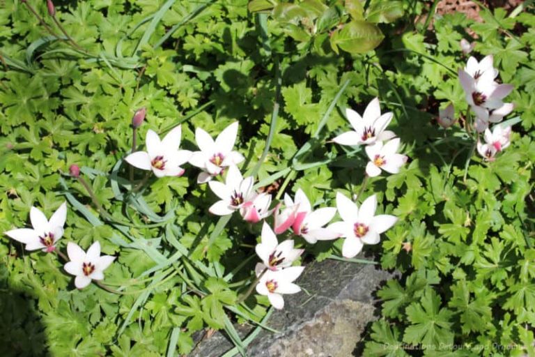 Helen Stewart Garden In Victoria | Destinations Detours and Dreams